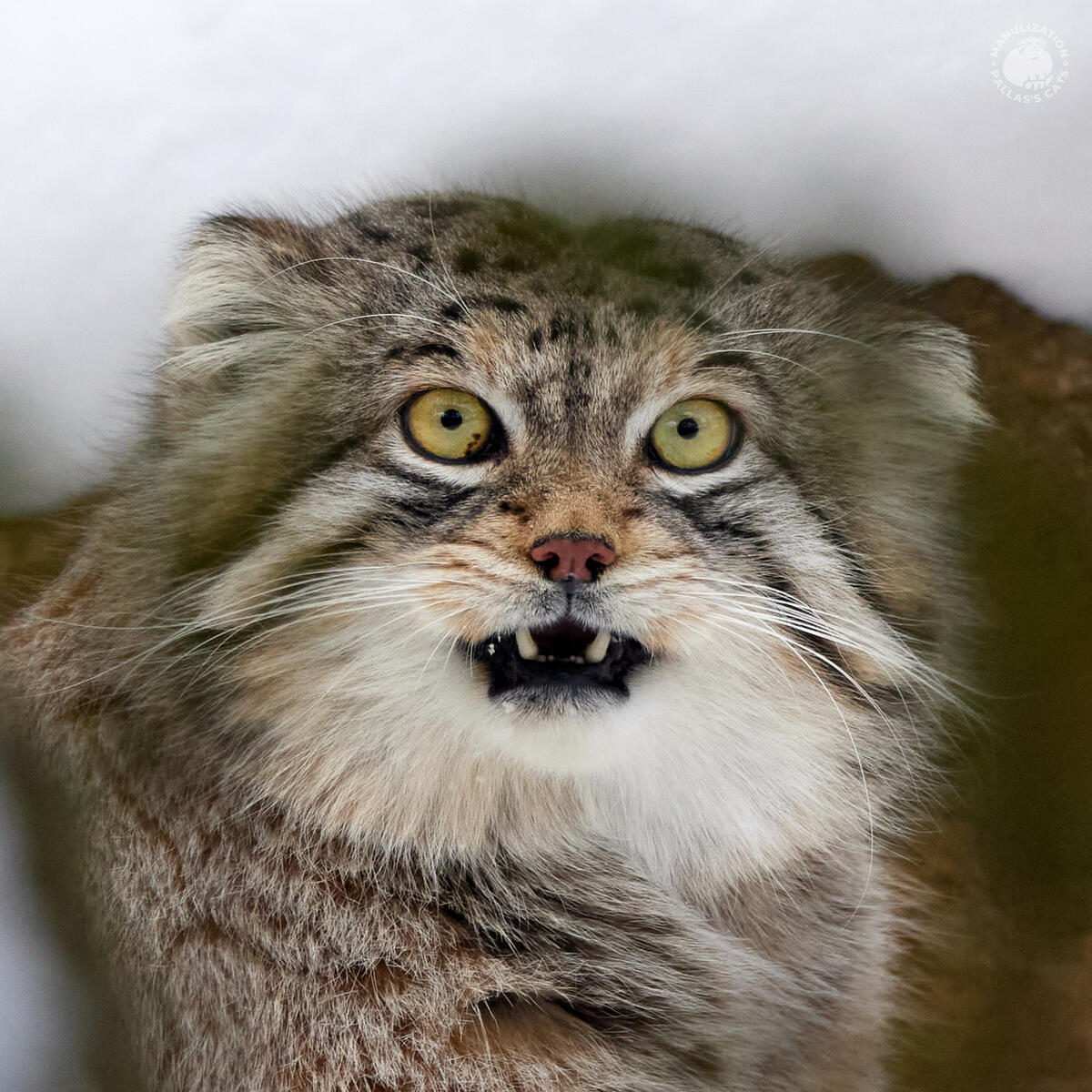 Манул Лев • Манулизация